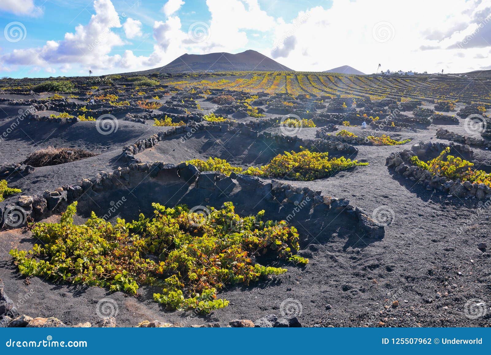 Weinberge Im La Geria Lanzarote Stockfoto - Bild von stein, reise ... Weinberge Im La Geria Lanzarote Stockfoto - Bild von stein, reise ...