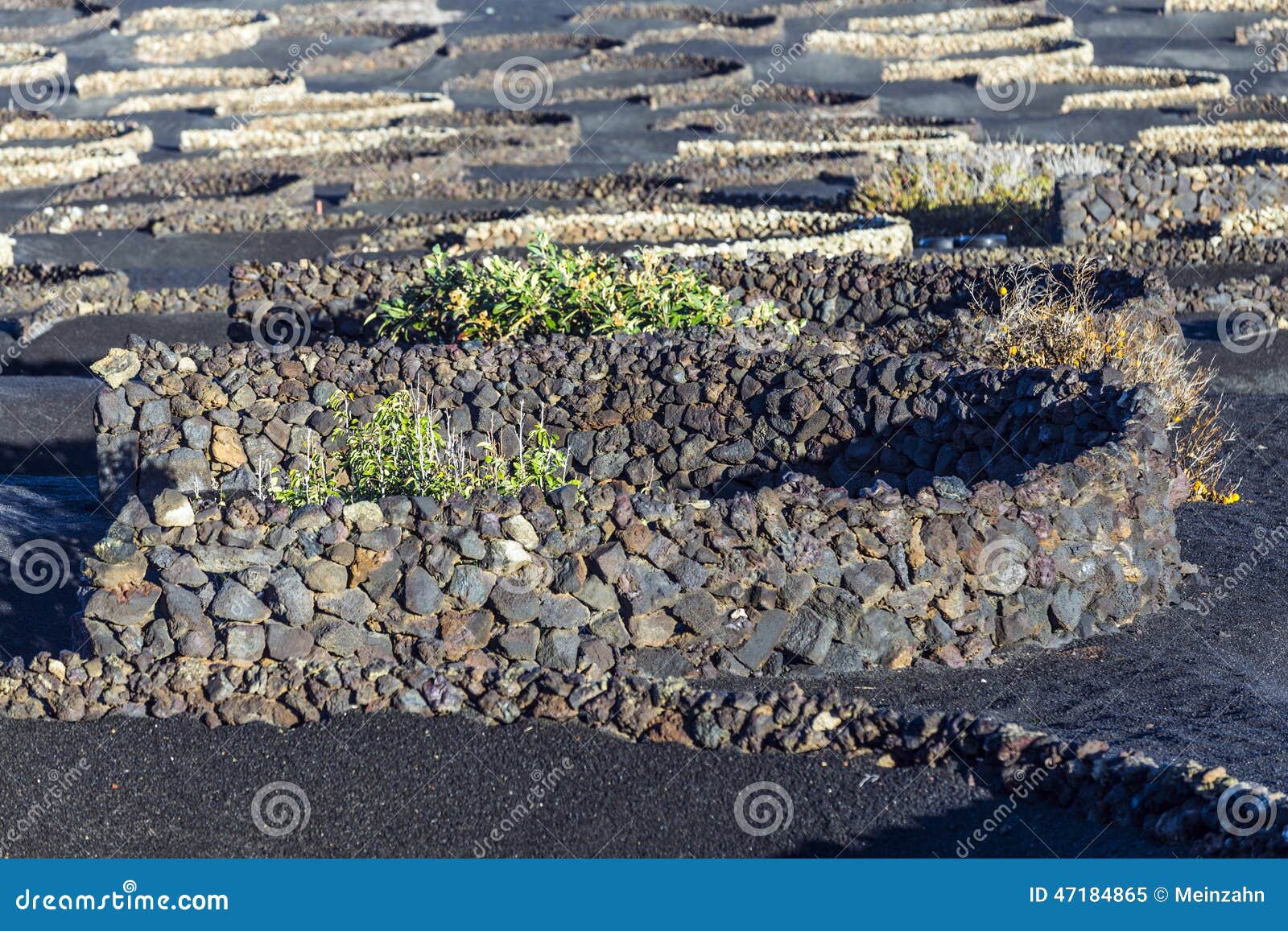 Weinberge Im La Geria, Lanzarote Stockbild - Bild von stein, grün: 47184865 Weinberge Im La Geria, Lanzarote Stockbild - Bild von stein, grün: 47184865