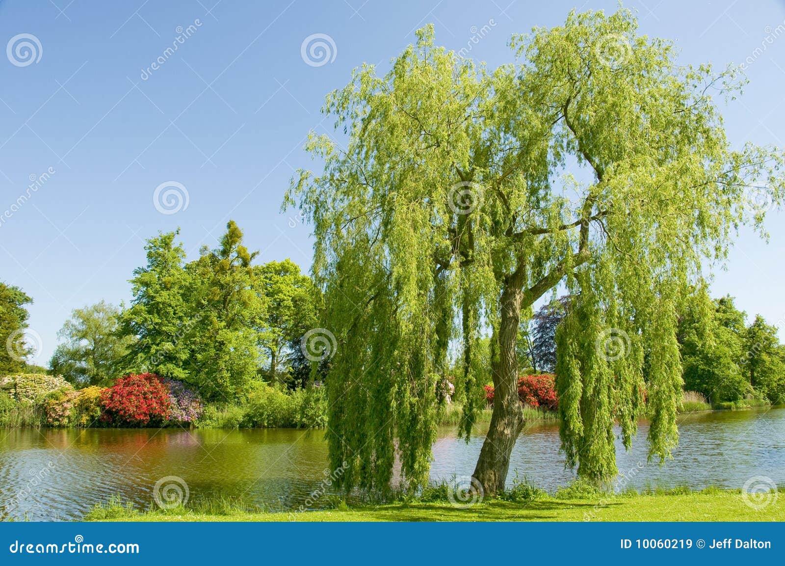 Weinende Weide stockbild. Bild von bach, weide, ruhig - 10060219