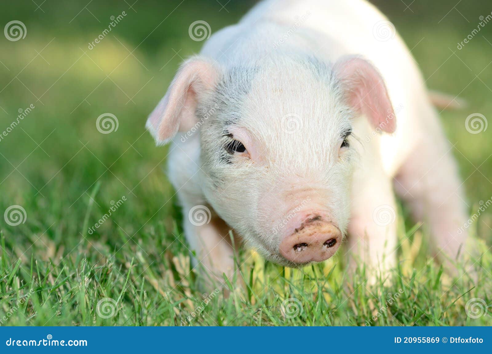 Weiner Pig stock image. Image of agriculture, baby, pork - 20955869