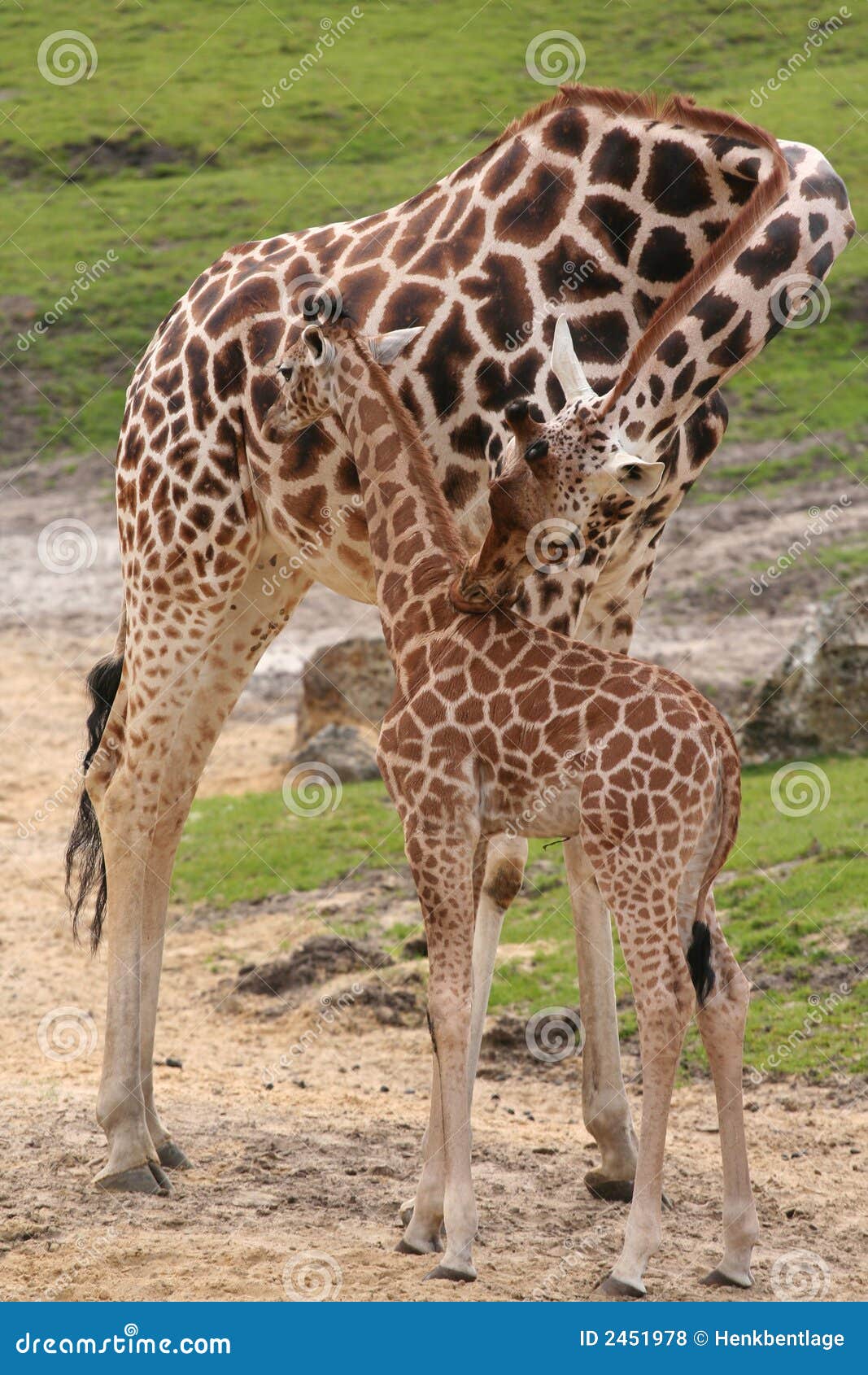 Weinig babygiraf en moeder stock foto. Image of geel, baby - 2451978