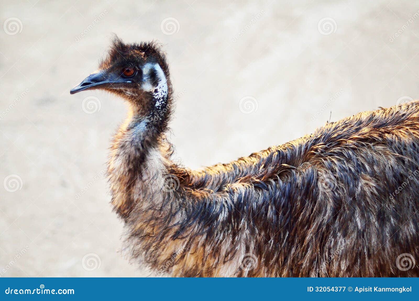 Weinig Emoe stock afbeelding. Image of dieren, duidelijk - 32054377