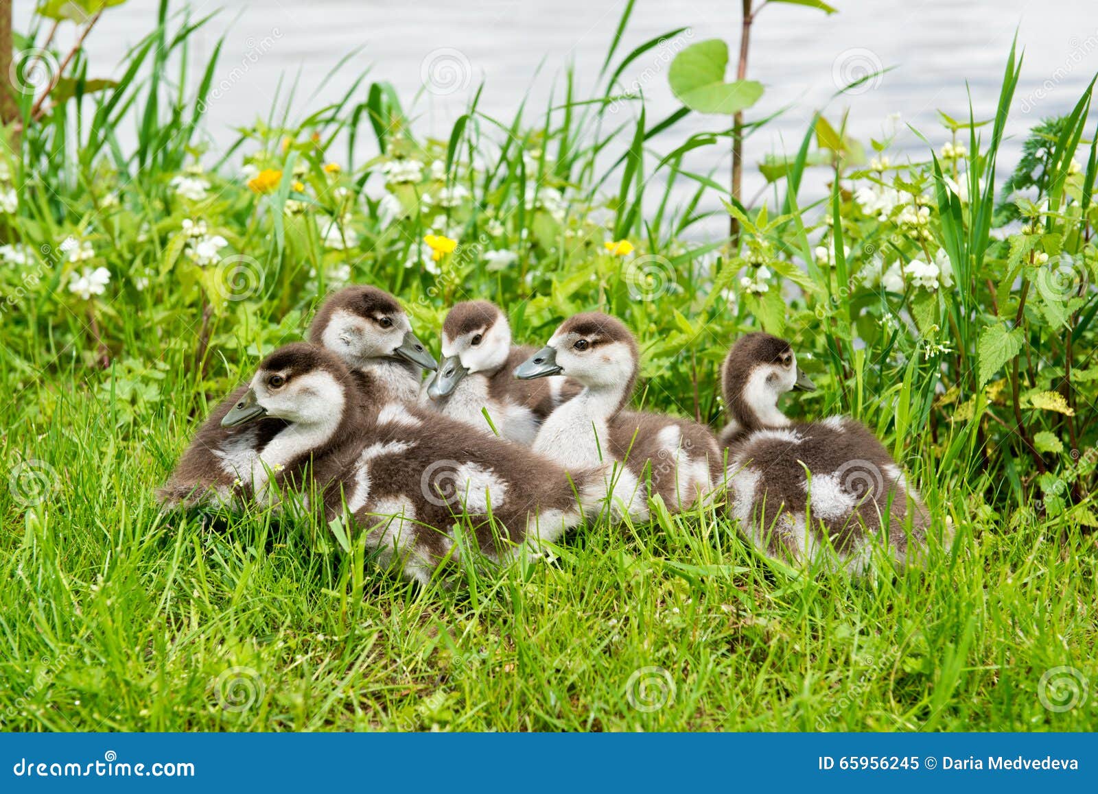 Weinig Gansje Dat Op Het Groene Gras Dichtbij De Rivier Rust Stock ...