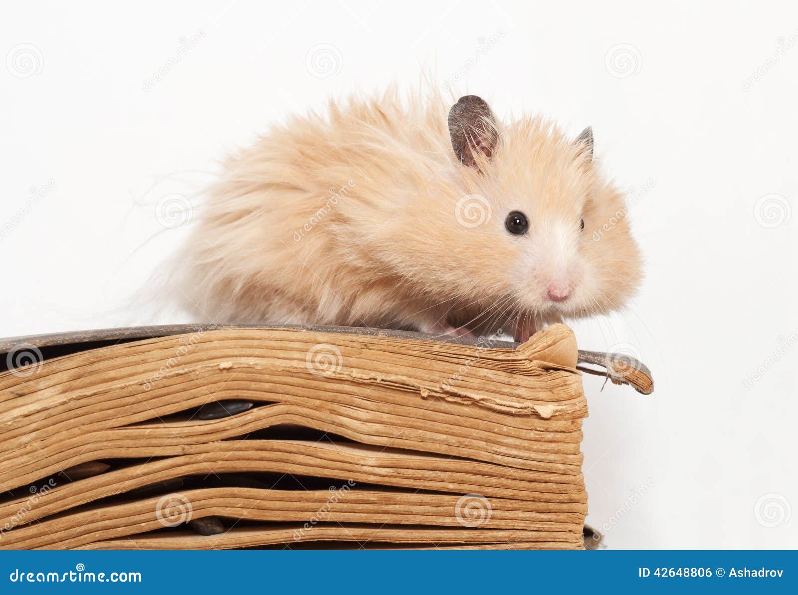 Weinig grappige hamster stock foto. Image of gooi, baby - 42648806