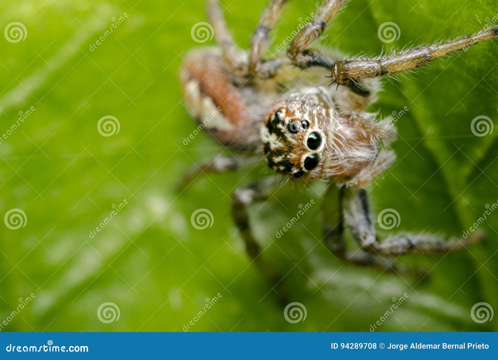Weinig Harige Het Springen Spin Op Een Boomblad Stock Foto - Image of ...