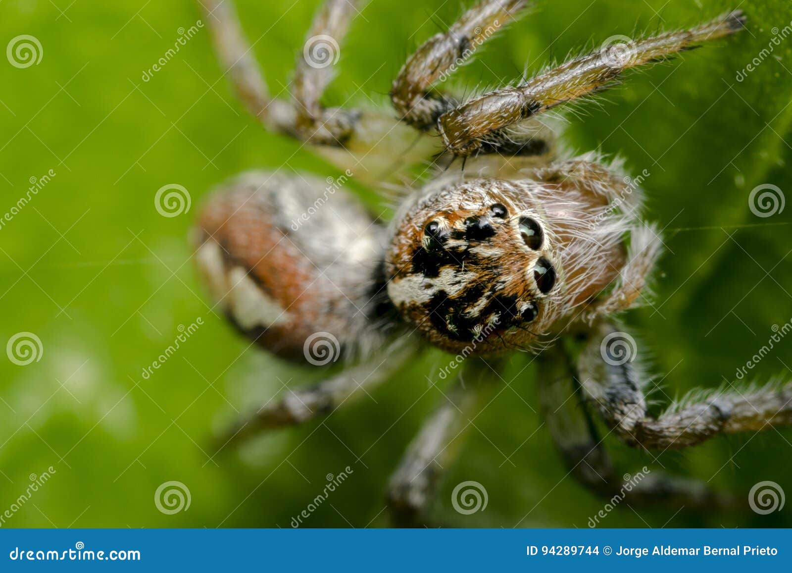Weinig Harige Het Springen Spin Op Een Boomblad Stock Foto - Image of ...