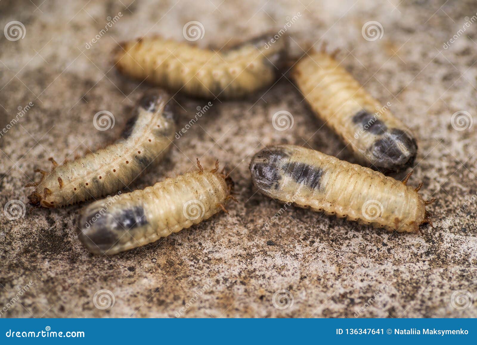 Weinig Houtworm Larven Van De Schorskever Op Een Grijze Achtergrond ... Weinig Houtworm Larven Van De Schorskever Op Een Grijze Achtergrond ...
