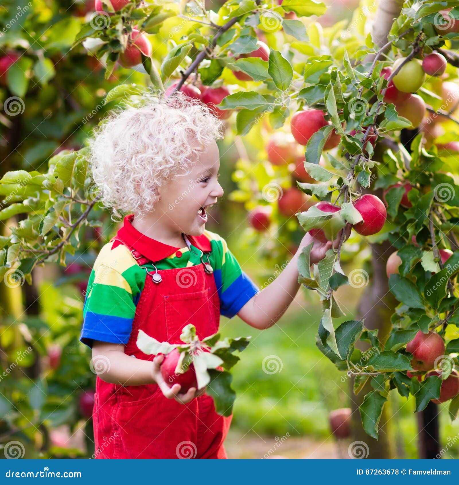 Weinig Jongen Het Plukken Appel in Fruittuin Stock Foto - Image of ...