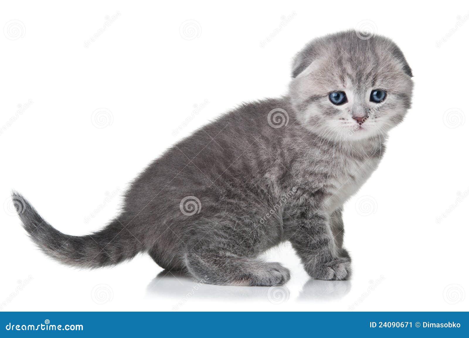 Weinig Met Hangende Oren Kat Stock Afbeelding - Image of aanbiddelijk ...