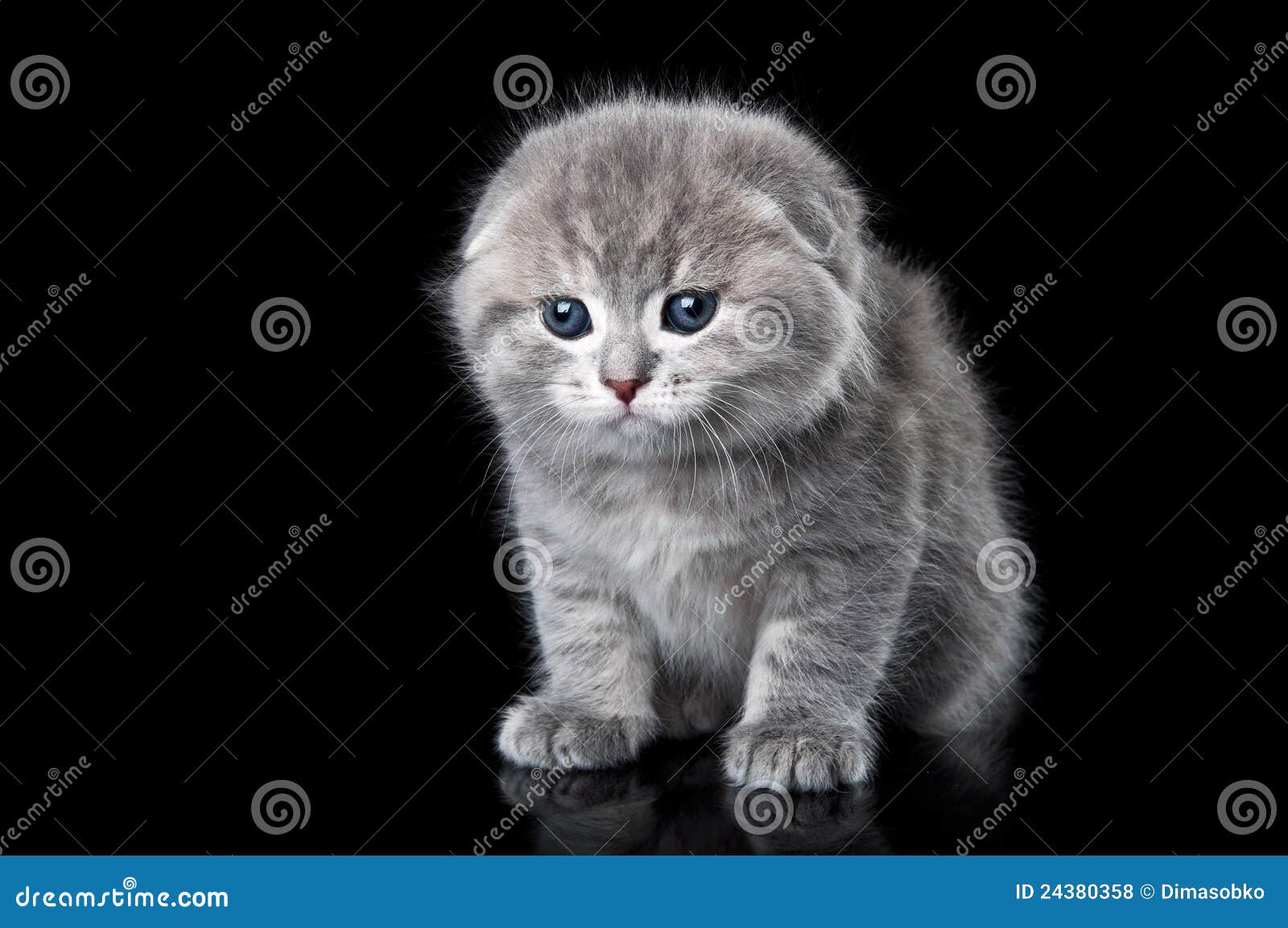 Weinig Met Hangende Oren Kat Stock Foto - Image of haar, huisdier: 24380358
