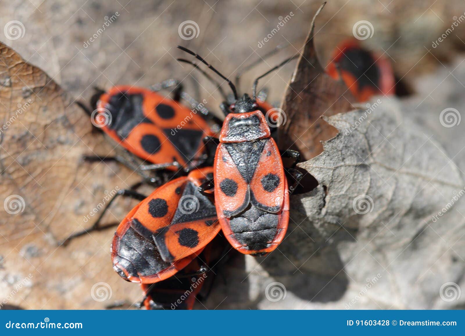Weinig Rood Insect in Het Bos, Pyrrhocoris-apterus Stock Foto - Image ...