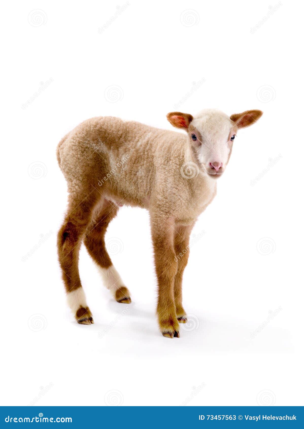 Weinig schaap stock afbeelding. Image of landbouwbedrijf - 73457563