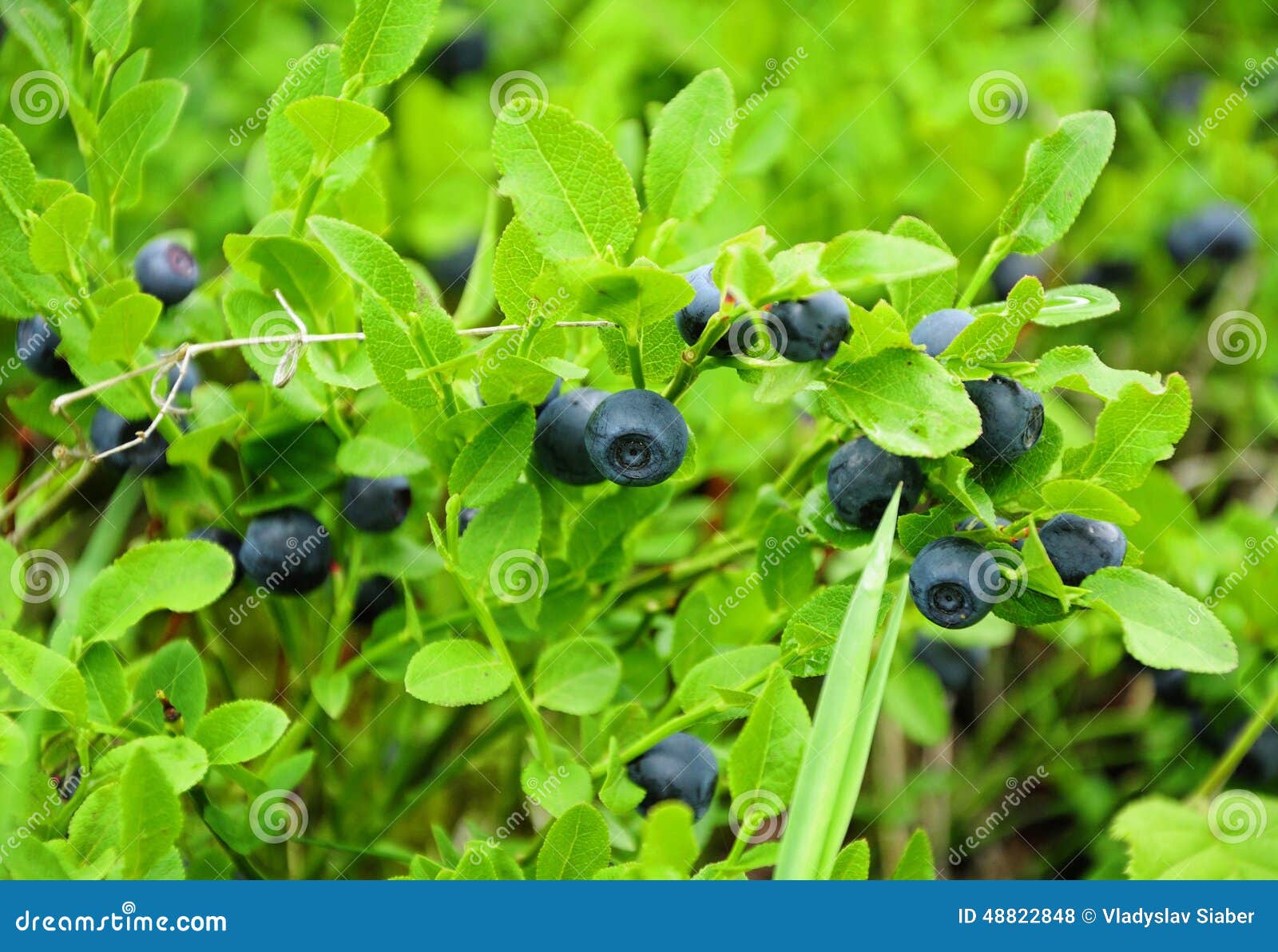 Weinig Struik Van Rijpe Bosbes Stock Foto - Image of voeding, nagerecht ...