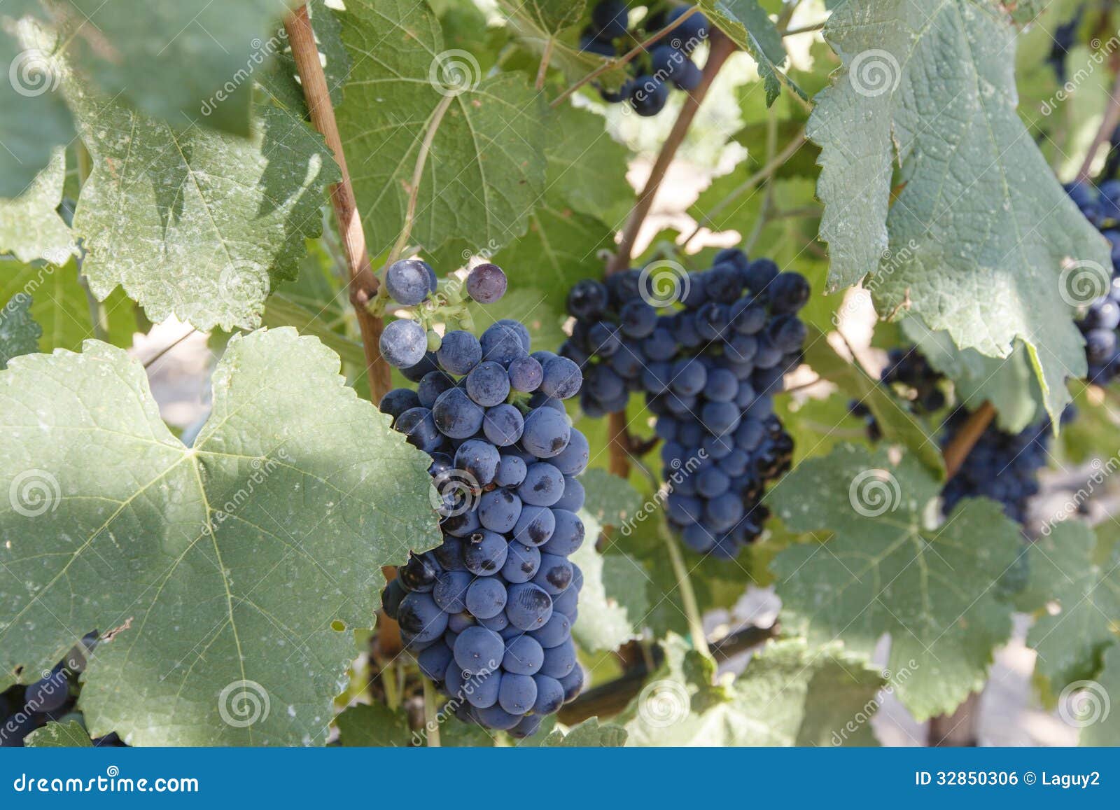 Weinreben auf der Rebe stockfoto. Bild von voll, frische - 32850306