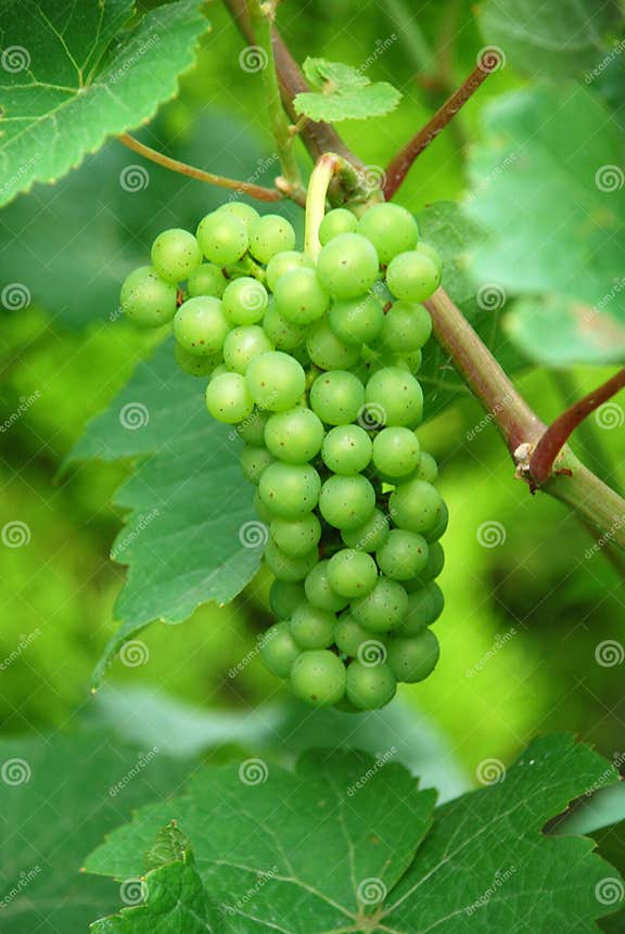 Weinstock stockfoto. Bild von ernte, stamm, frucht, blätter - 12073810