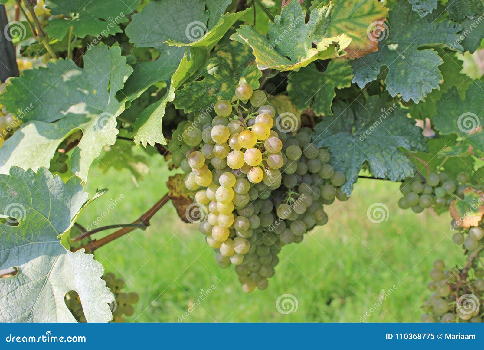 Weinstock Bereit Zum Ernten Stockbild - Bild von zweige, bauernhof ...