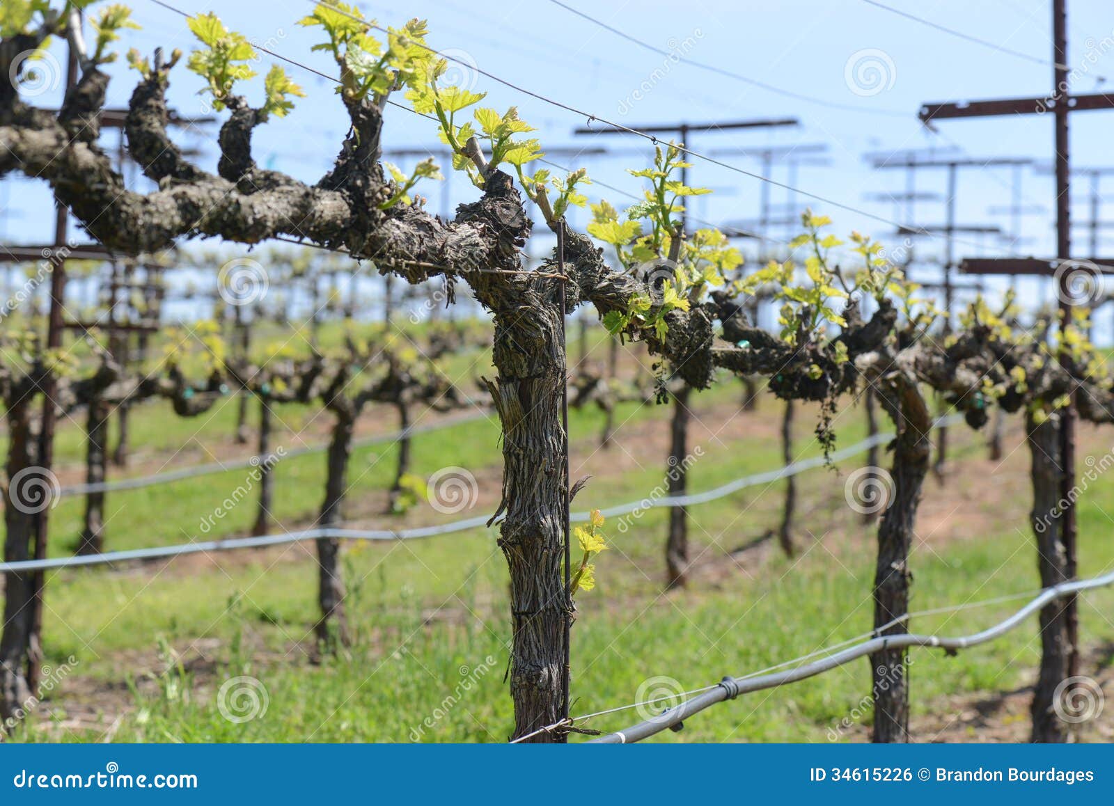 Weinstock im Frühjahr stockfoto. Bild von üppig, weinberg - 34615226