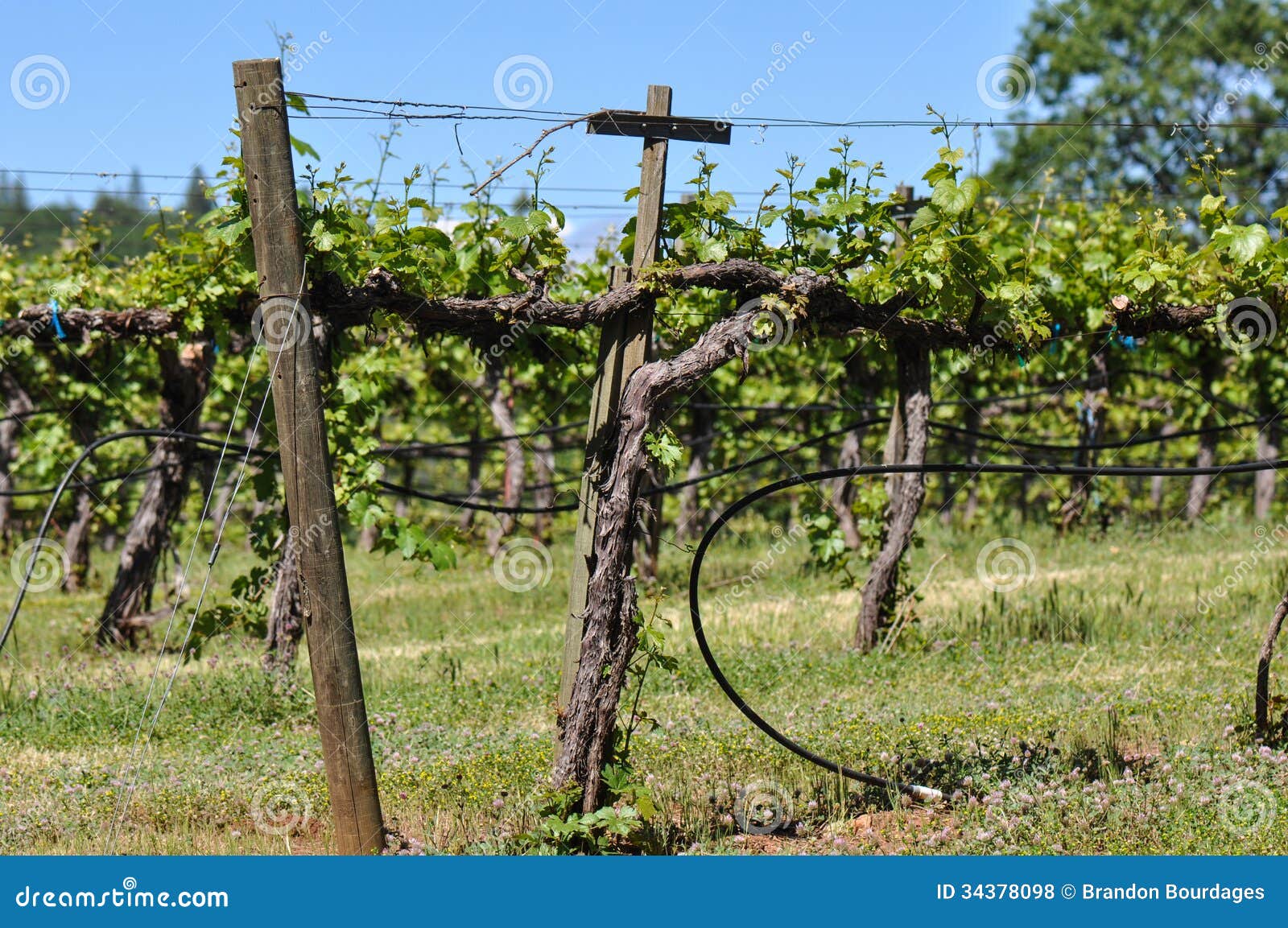 Weinstock Im Frühjahr Lizenzfreie Stockfotos - Bild: 34378098