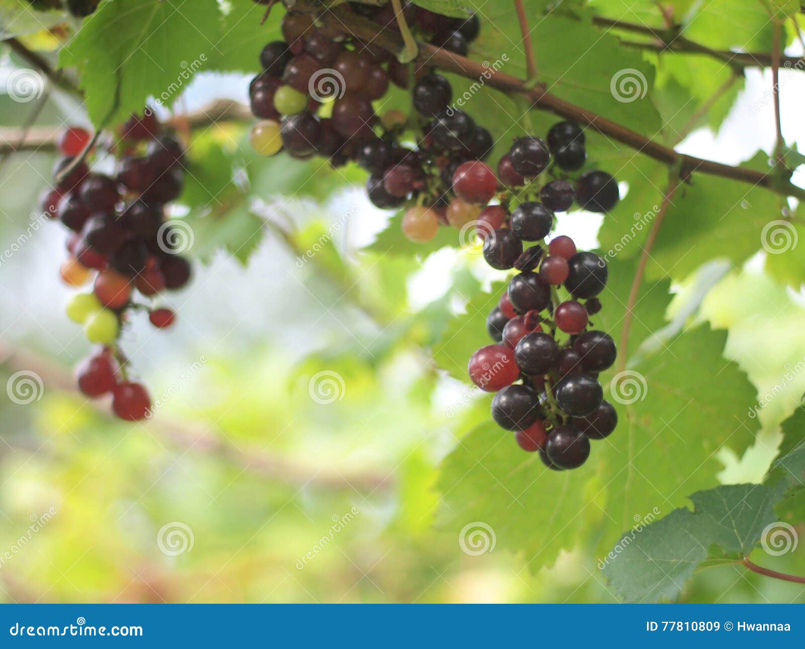 Weinstock im Weinberg stockbild. Bild von reif, bündel - 77810809