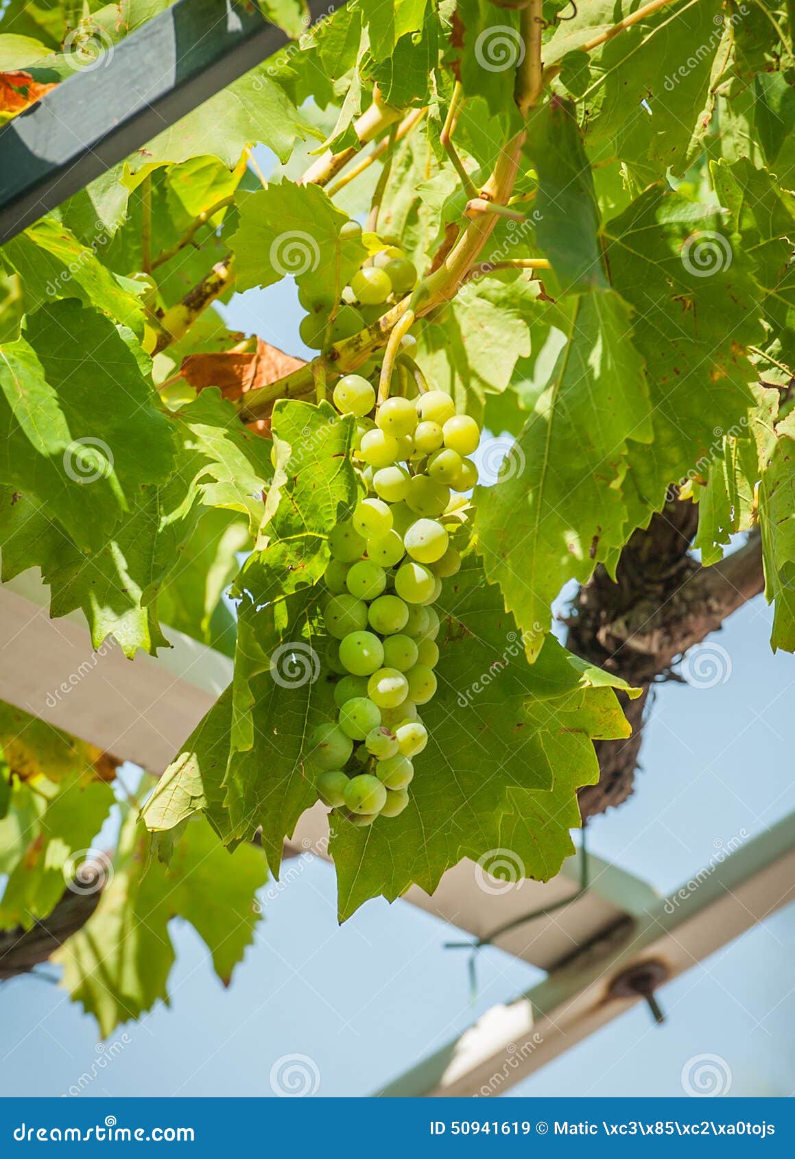 Weinstock, Trauben stockbild. Bild von europa, baum, traube - 50941619