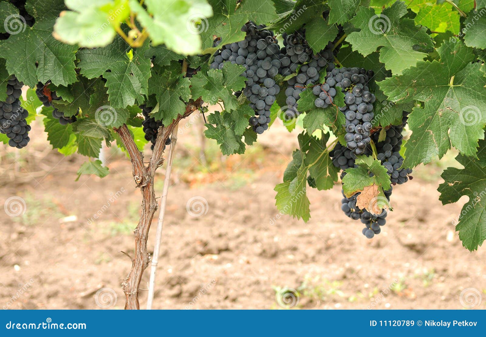 Weintraube stockbild. Bild von dämmerung, herbst, weinberg - 11120789