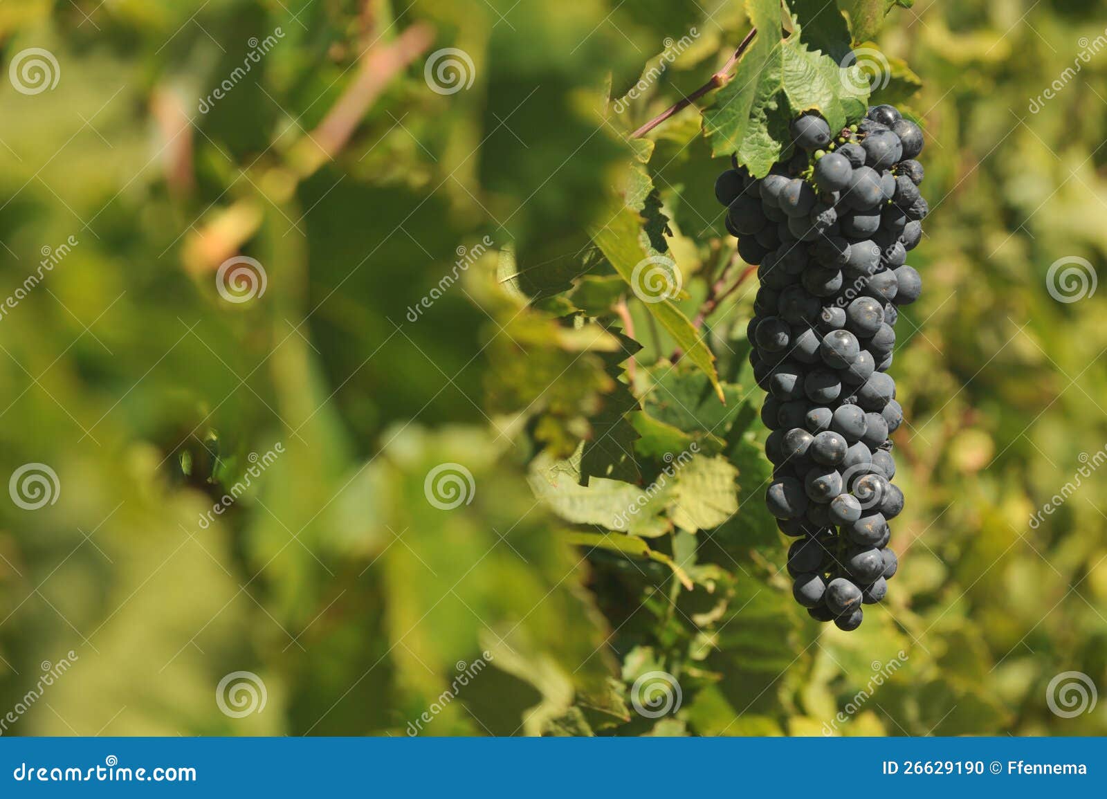 Weintrauben, Die Auf Der Rebe Wachsen Stockfoto - Bild von traube ...