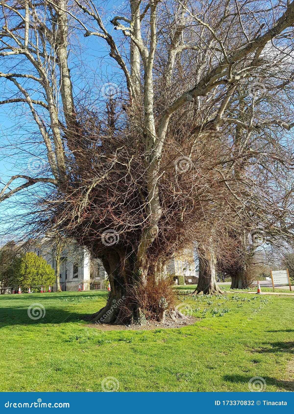 Weird Big Tree on a Green Park Stock Photo - Image of tree, green ...