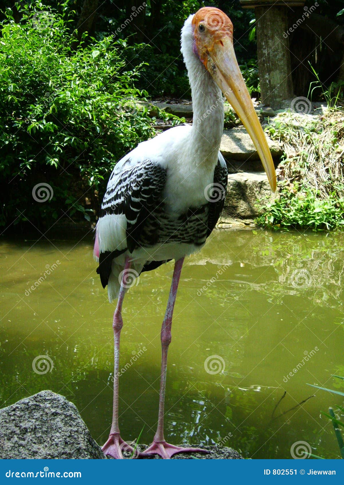 Weird Bird stock image. Image of bird, neck, pretty, stork - 802551