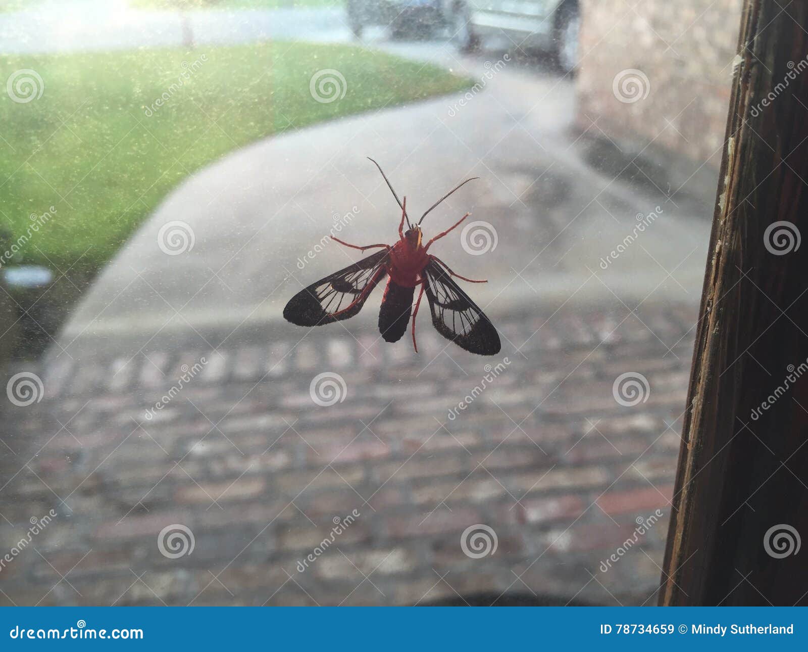 Weird bug window stock image. Image of weird, waiting - 78734659