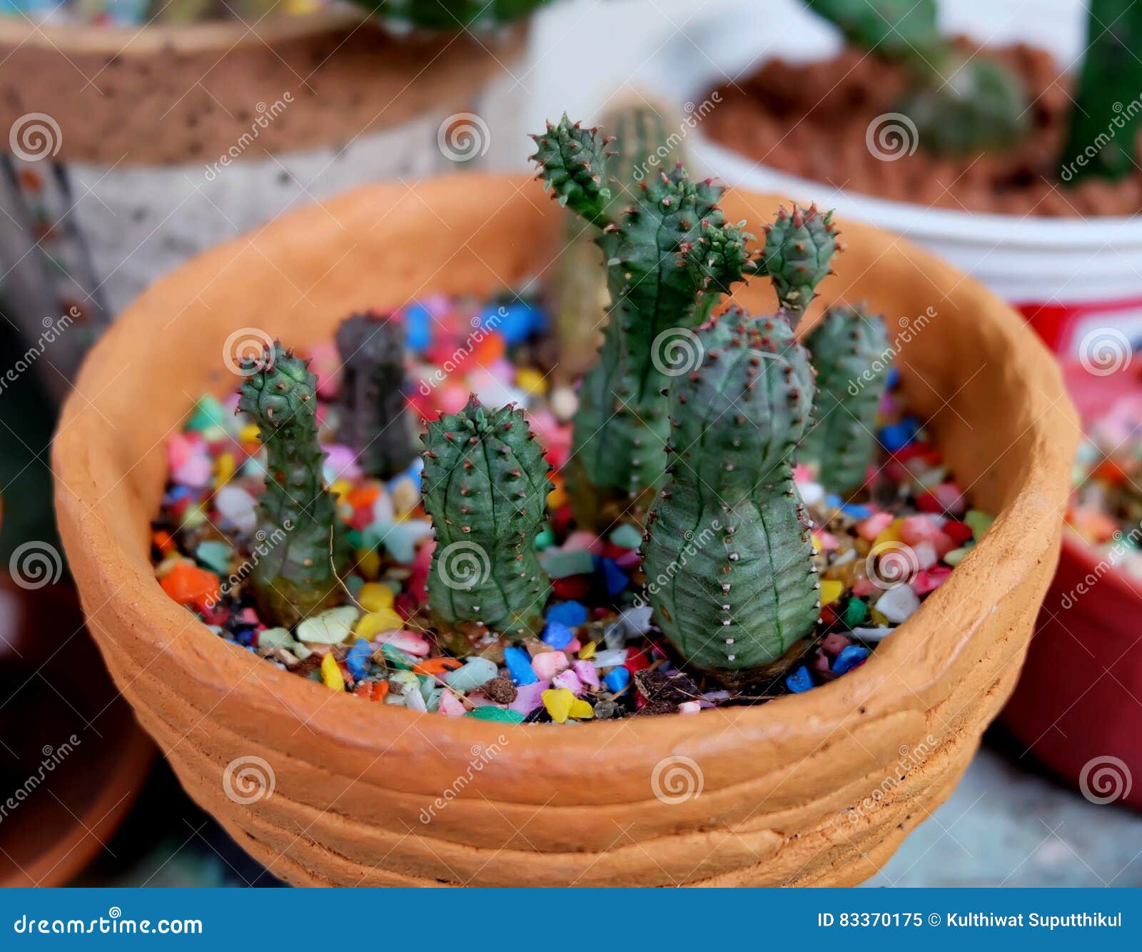 226 Weird Cactus Photos - Free & Royalty-Free Stock Photos from Dreamstime