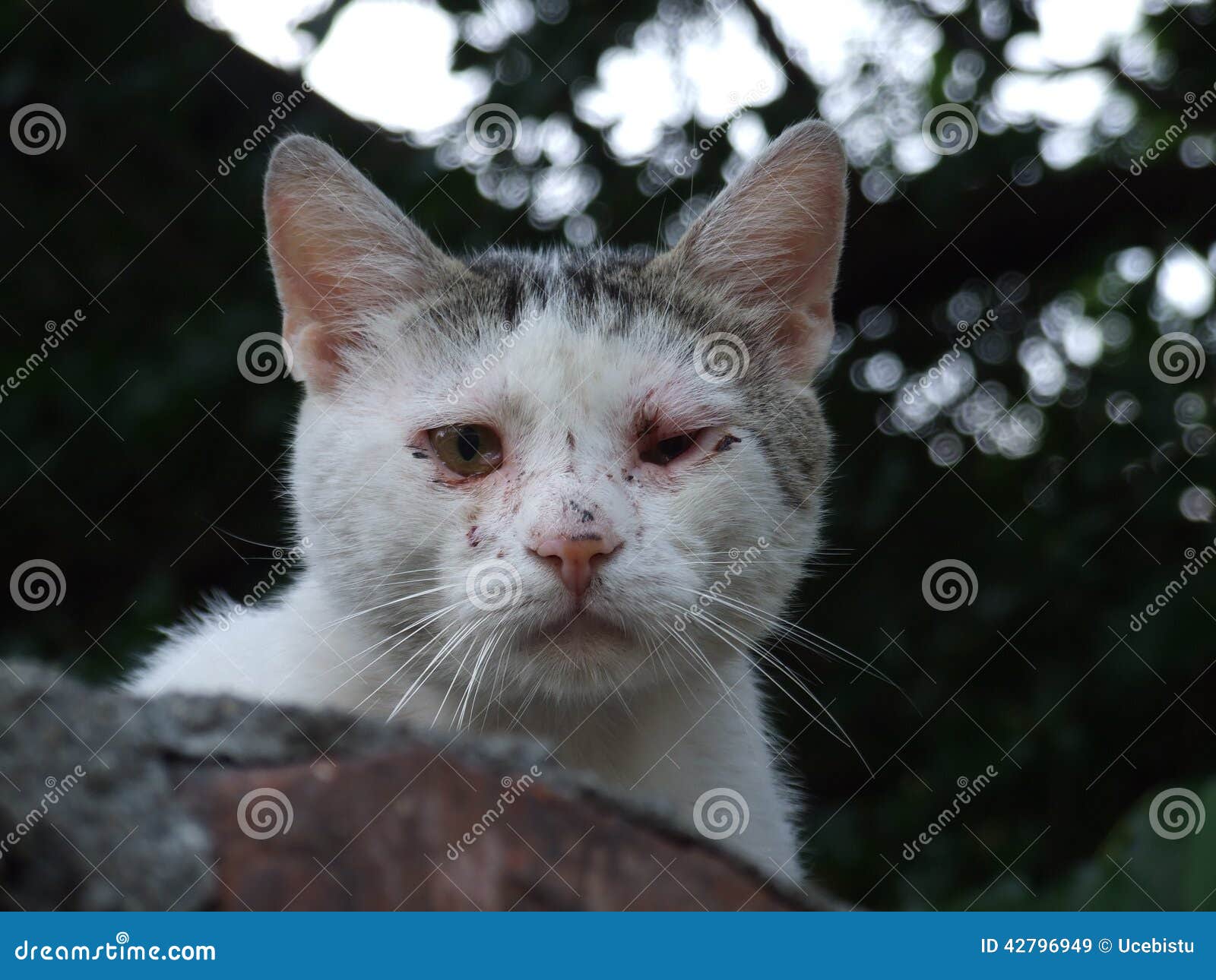 Weird cat stock image. Image of tabby, face, kitty, domestic - 42796949