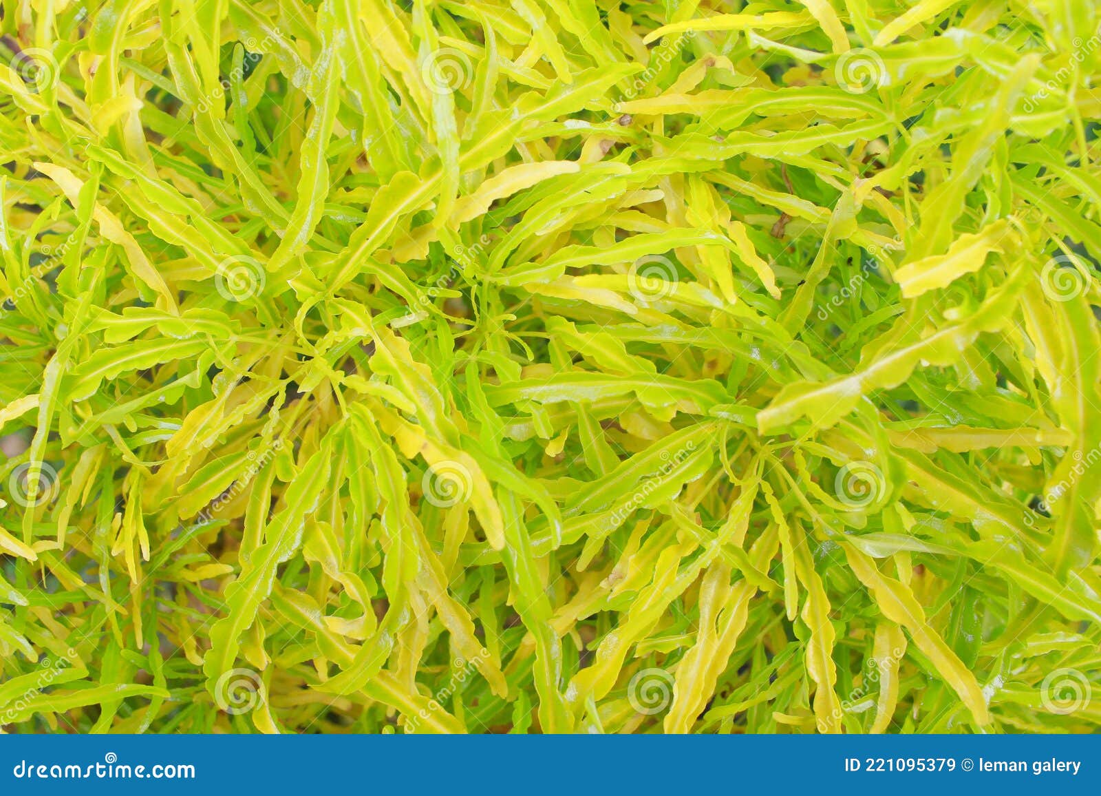 Weird colored leaves stock image. Image of green, yellow - 221095379