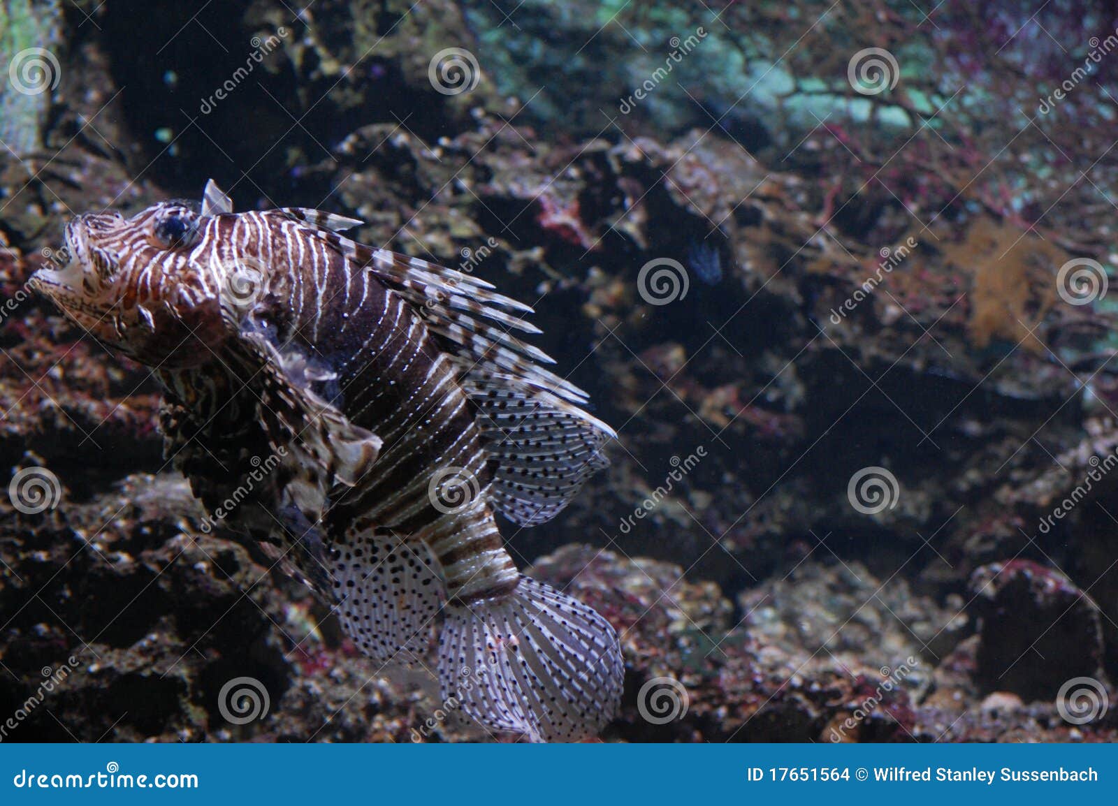A weird fish stock photo. Image of weird, animal, water - 17651564