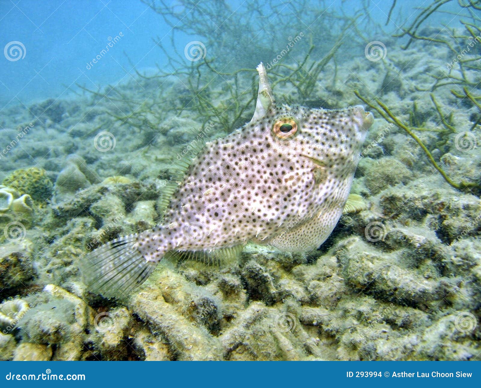 Weird Fish stock photo. Image of leatherjacket, filefish - 293994