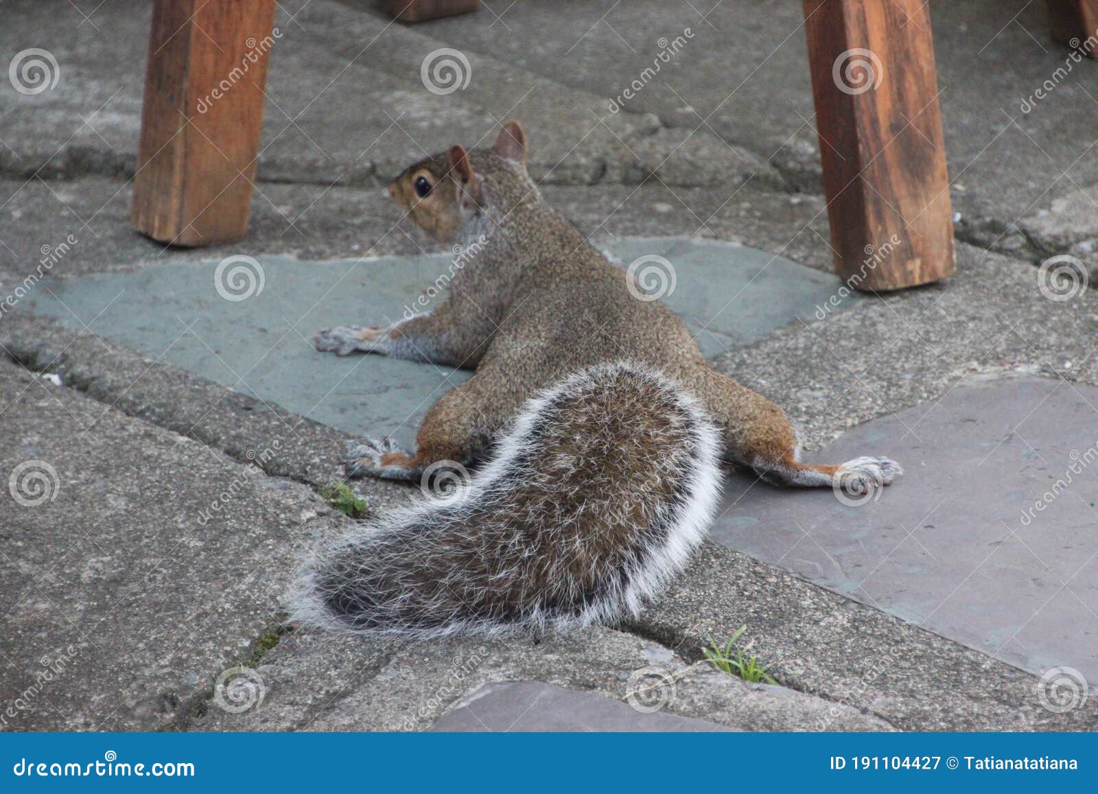 Weird flat squirrel stock image. Image of weird, chillin - 191104427