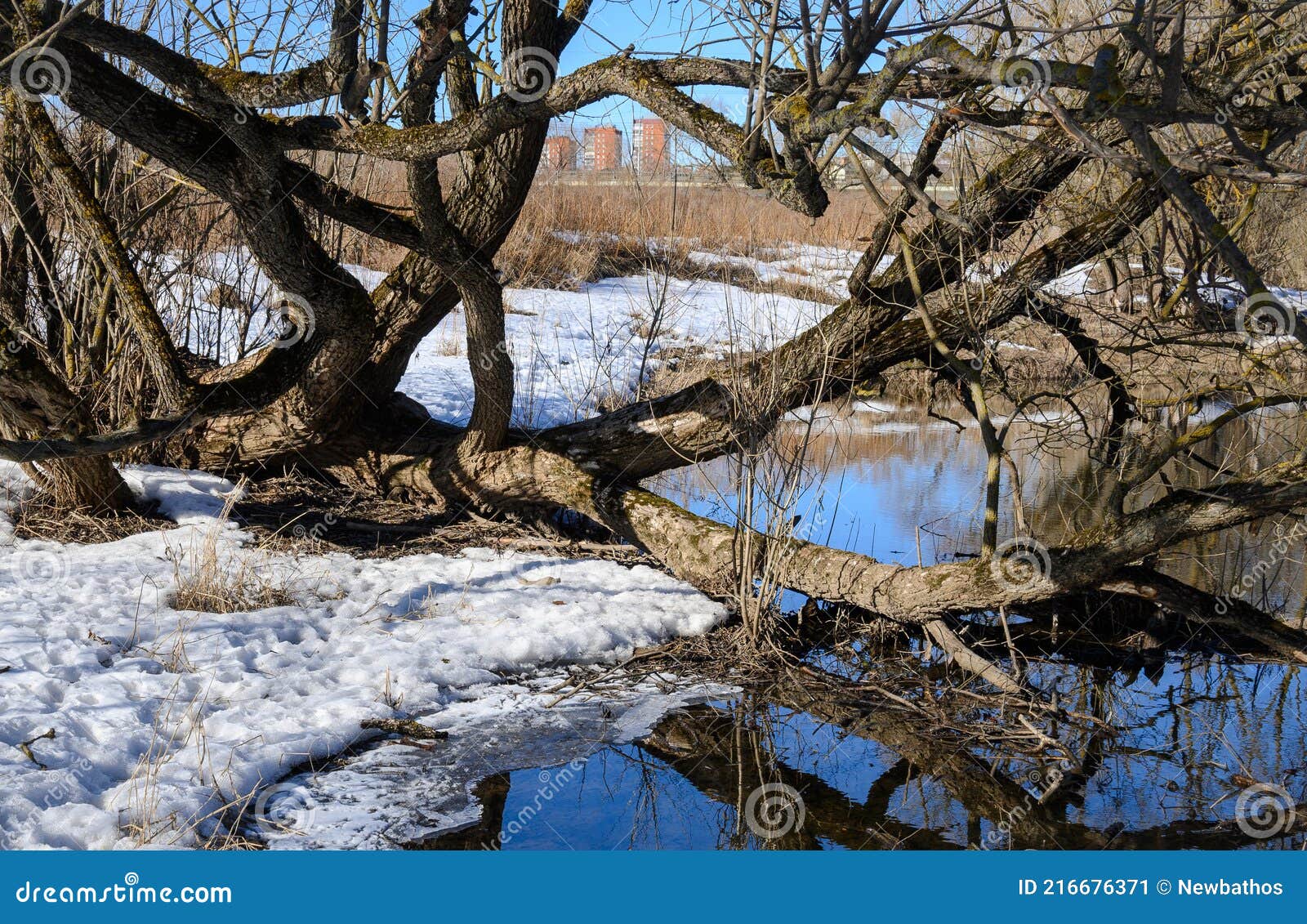 Weird Forked Tree at a Creek Side in Spring. the Tree Trunk and Its ...
