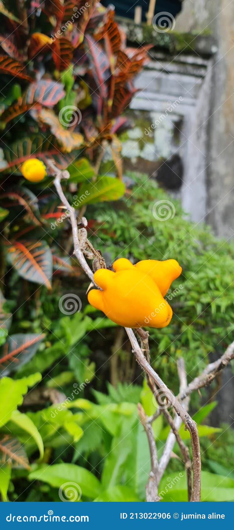 Weird Fruit with Yellow Color. Stock Photo - Image of branch, garden ...