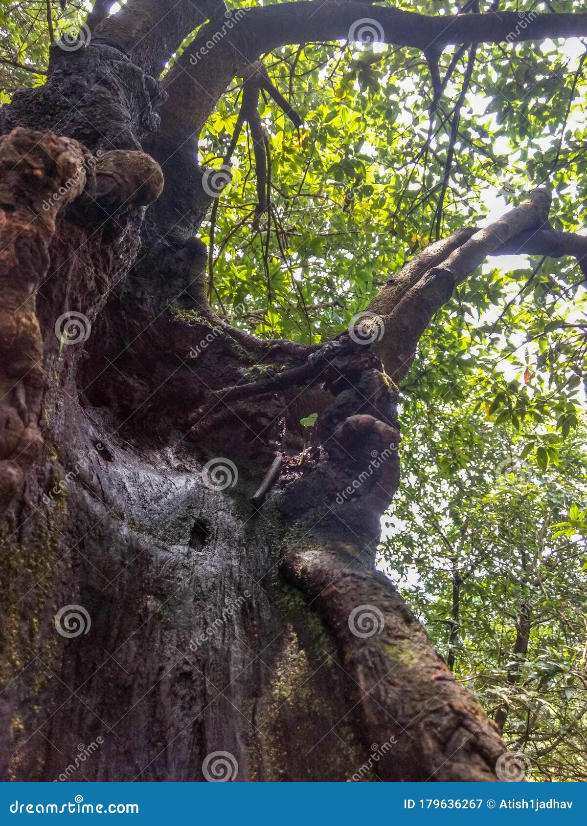 Weird Hand Shaped Tree, Visapur Forest Trek, Maharashtra Stock Image ...