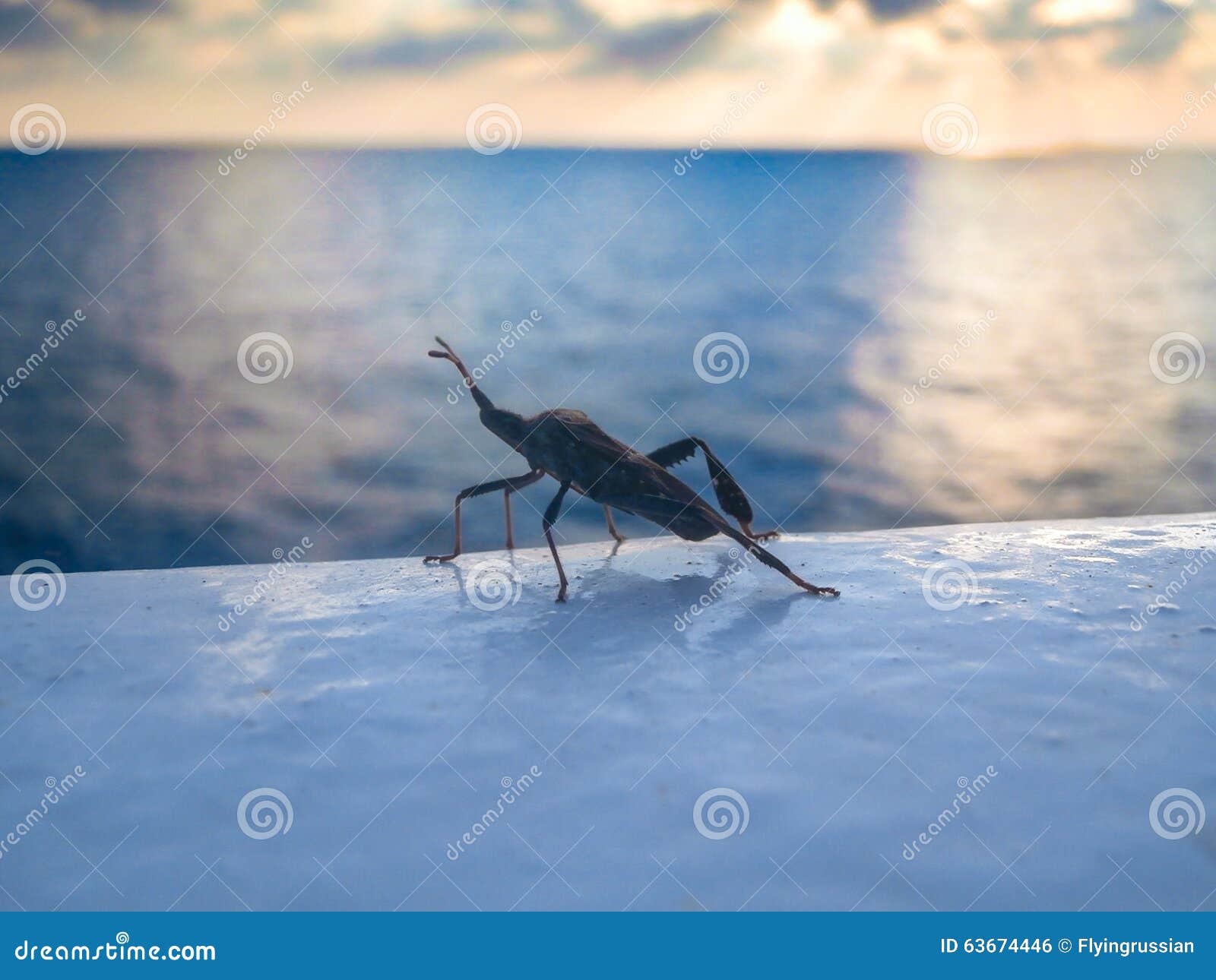 Weird Insect on Railing of Ship Stock Photo - Image of background ...