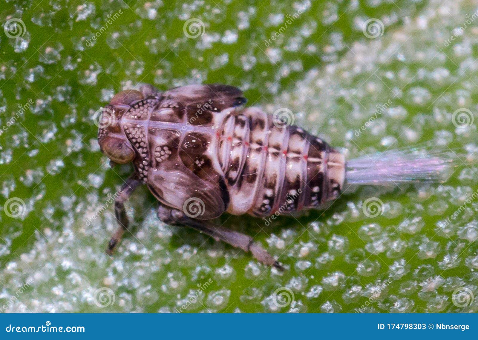 Weird Insect with Strange Tail, Mutant Species and Genetic Mutation ...