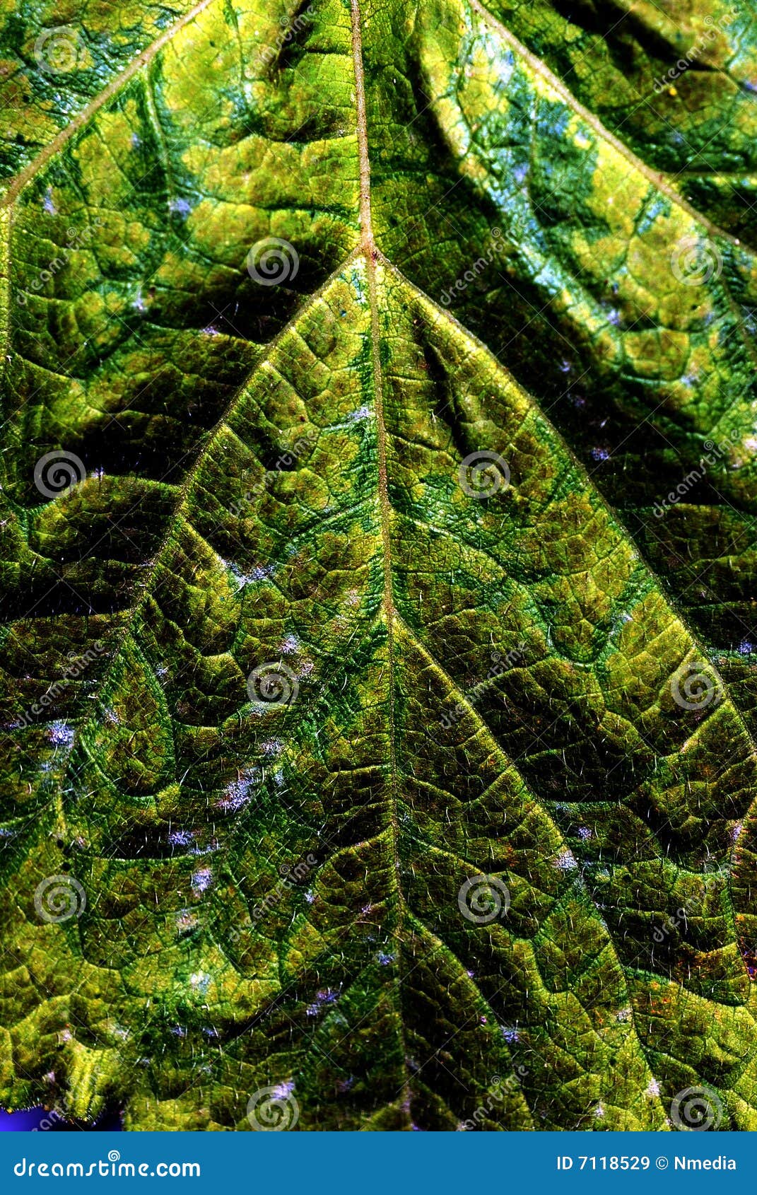 Weird Leaf Texture stock image. Image of flower, macro - 7118529