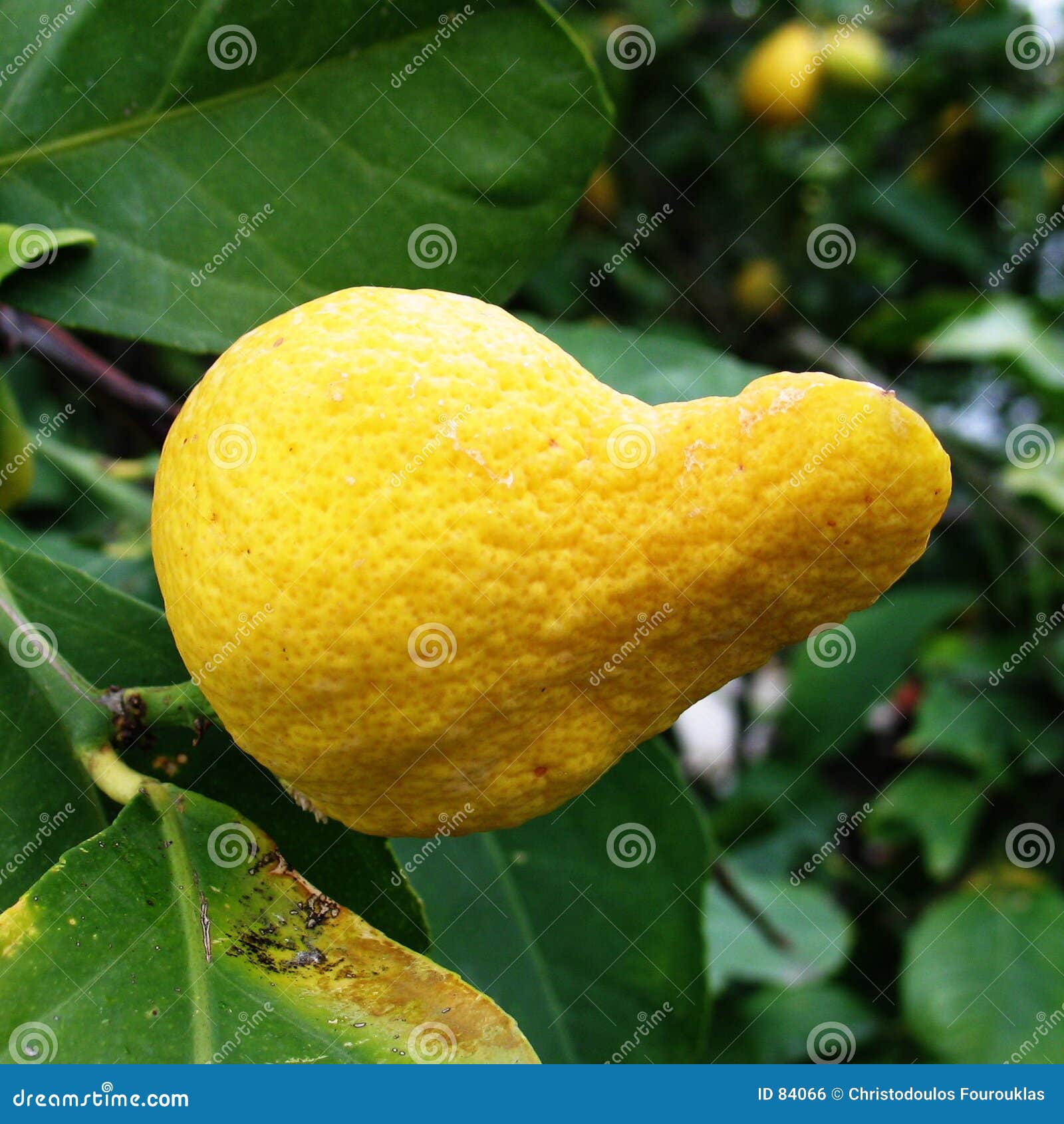 Weird lemon stock photo. Image of nature, lemon, leafs, trees - 84066