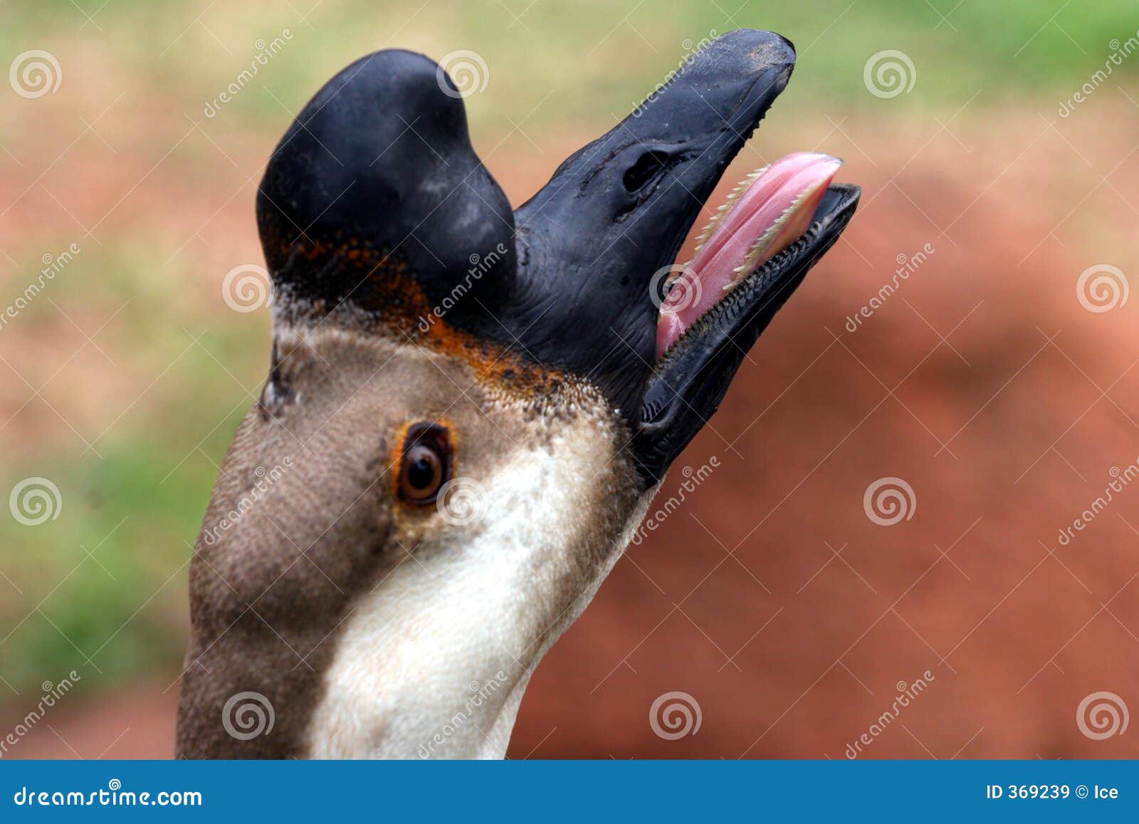 Weird looking bird stock image. Image of birdwatching, rare - 369239