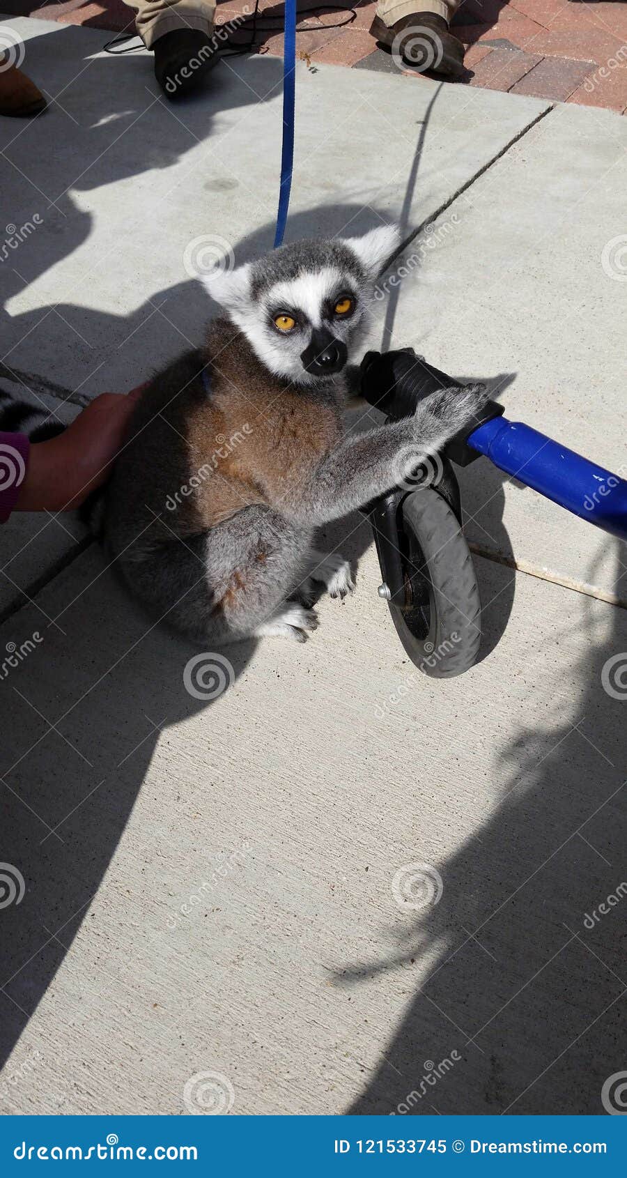 Weird looking cat stock image. Image of college, looking - 121533745