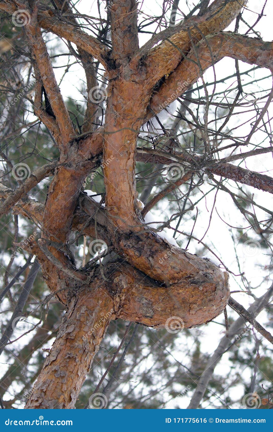 Weird Looking Pine Tree in the Forest Stock Photo - Image of trunk ...