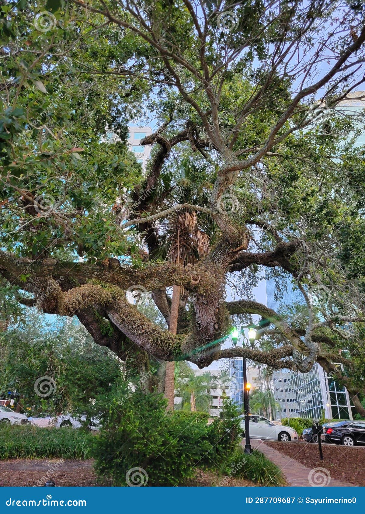 Weird Looking Tree, in Semi Urban Setting Stock Image - Image of ...