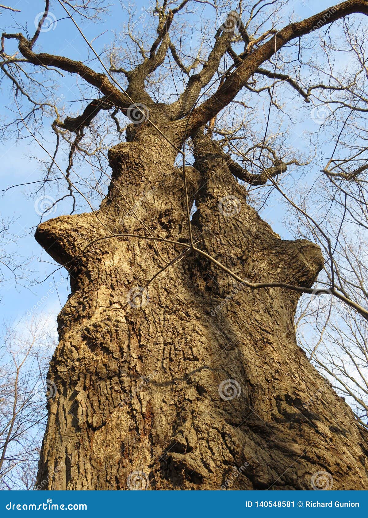 Weird Looking Tree at Sunset. Stock Image - Image of winter, looking ...