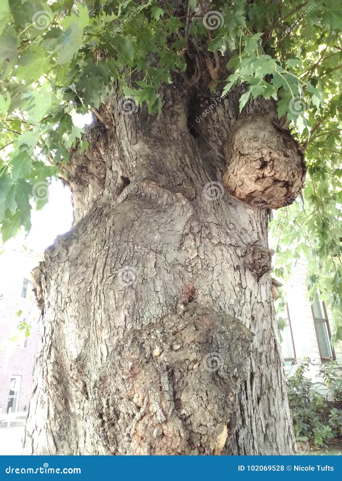 Tree stock photo. Image of nature, weird, looking, objects - 102069528