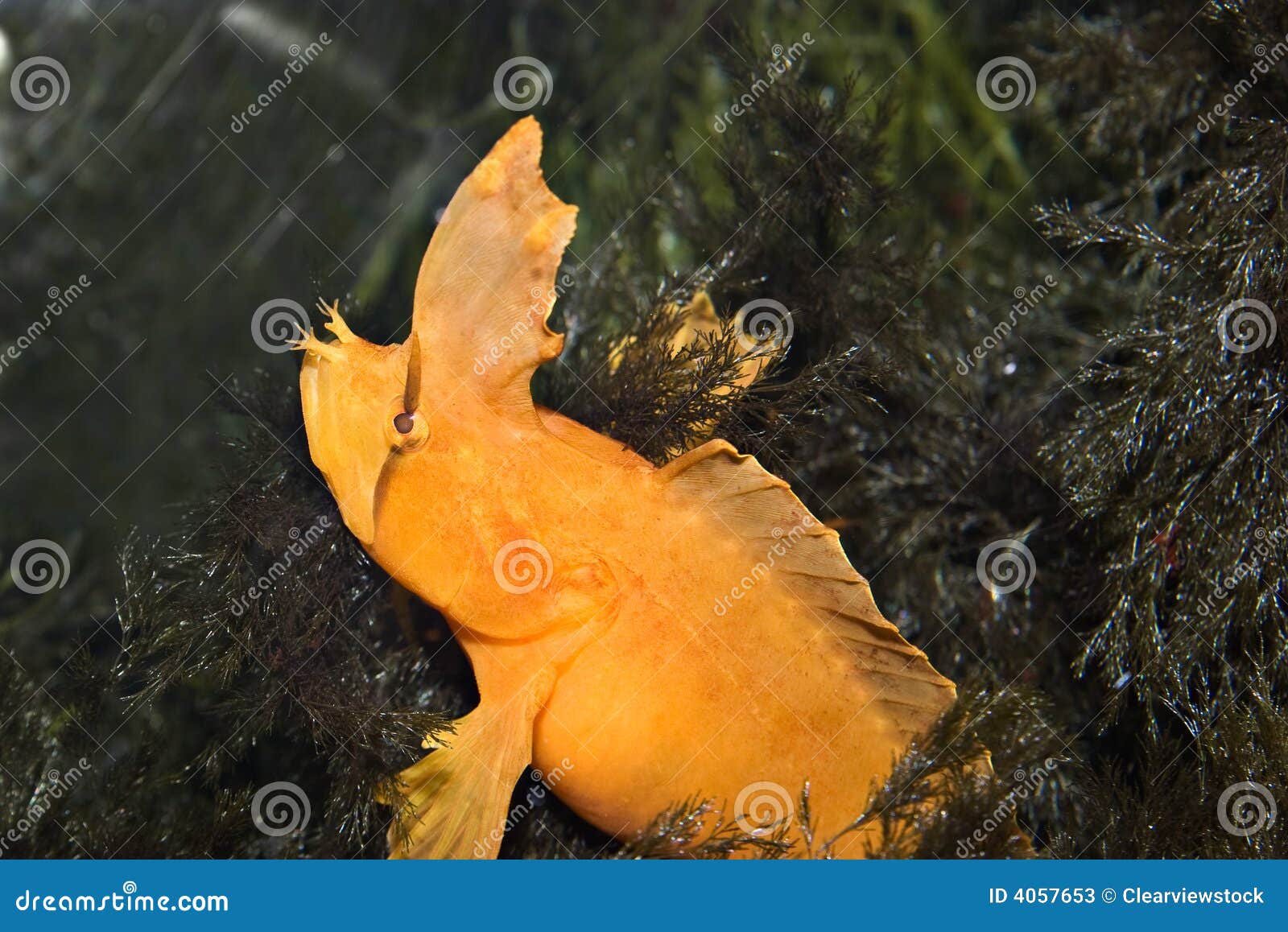 Weird looking yellow fish stock image. Image of aquarium - 4057653