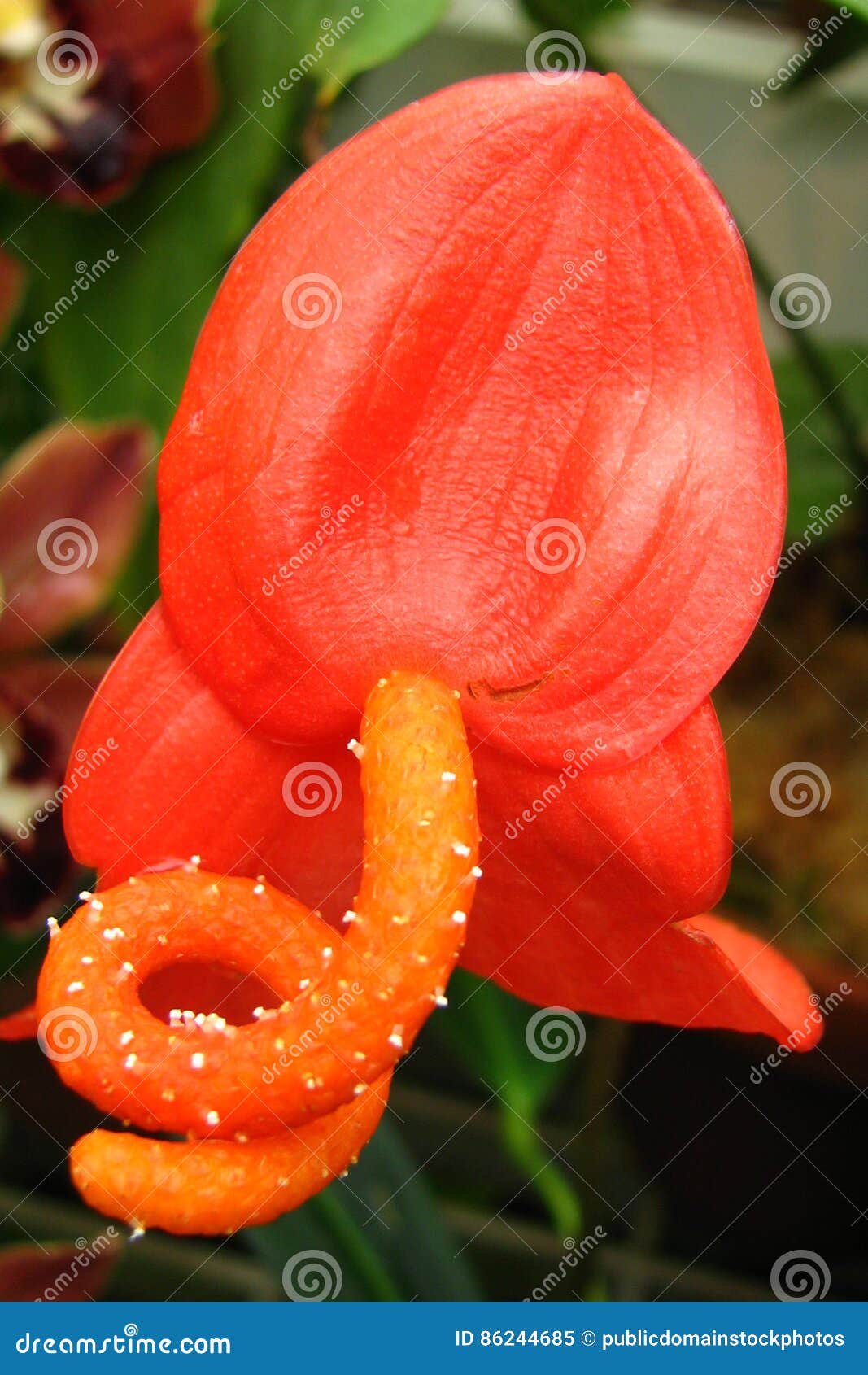 Weird Orange-and-red Flower Picture. Image: 86244685